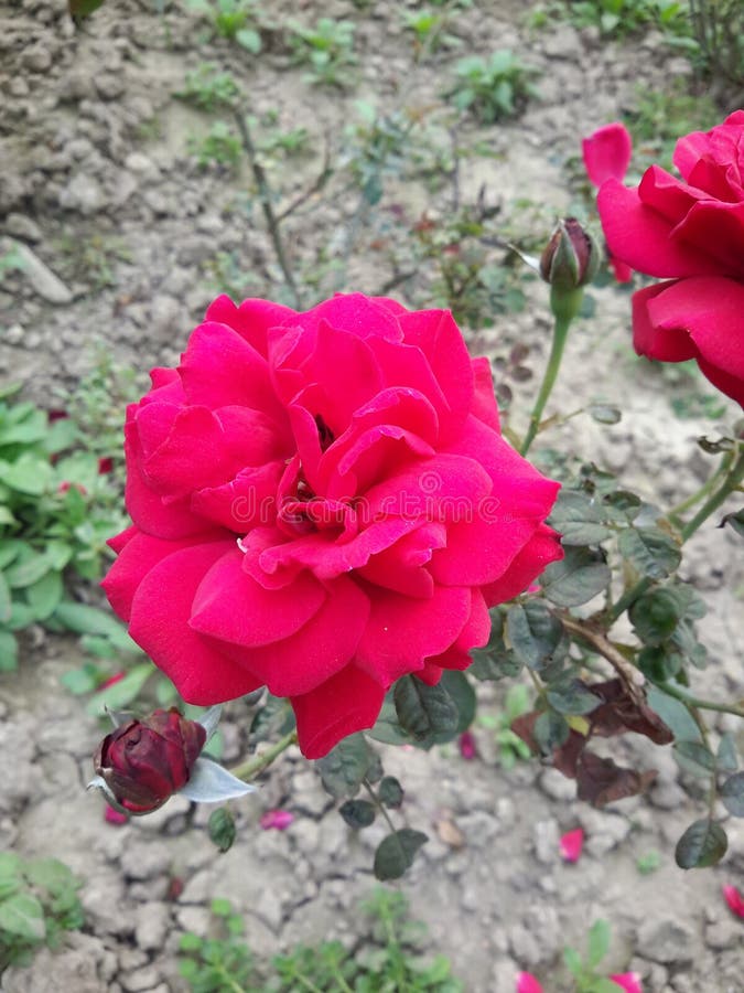 Red Roses Blooming in the Garden Stock Photo - Image of blooming, rose ...