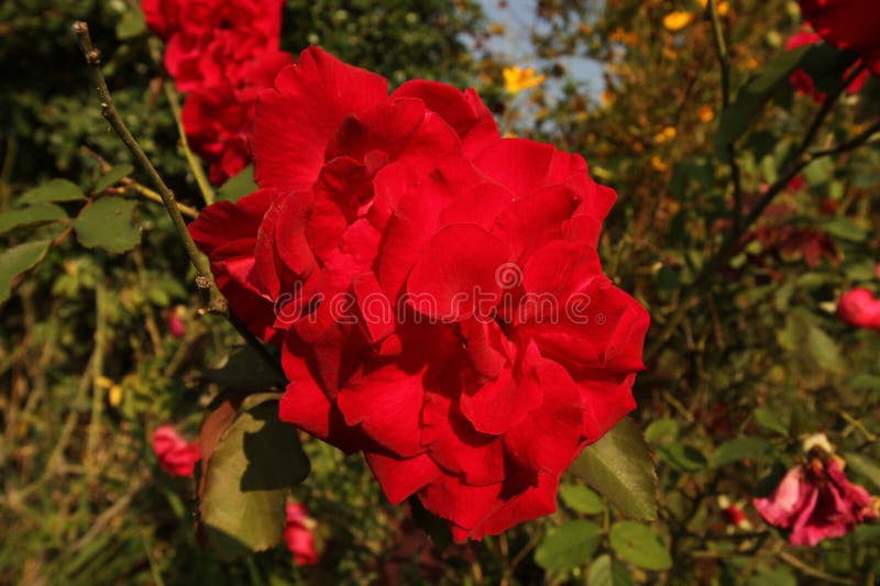 Rose in the garden stock image. Image of rose, wildflower - 342761115
