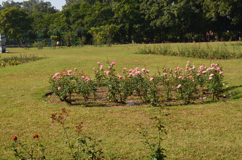 Rose Garden Scene Rose Plants, Lawns and Trees. Rock Statue Stock Photo ...