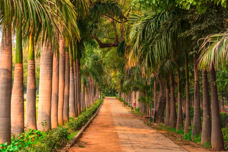 Rose Garden of South Delhi, India Stock Image - Image of nature, forest ...