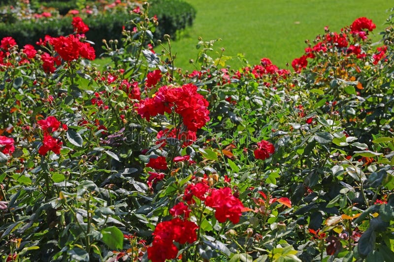 Rose Garden in Spring with Red Roses Blooming in the Garden without ...