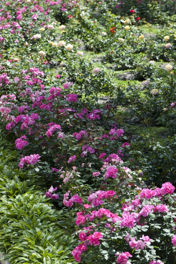 Rose garden stock image. Image of nature, beautiful, petals - 32454561