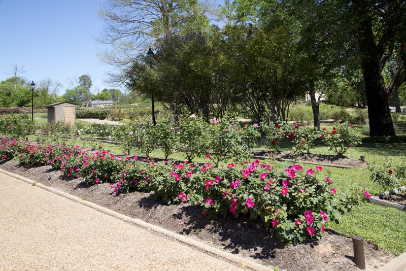 Rose Garden in Tyler TX Springtime Stock Image - Image of arts ...