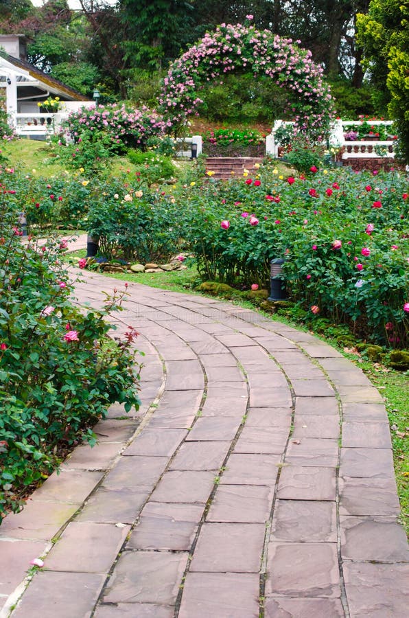 Rose garden stock image. Image of branch, path, flora - 49943773
