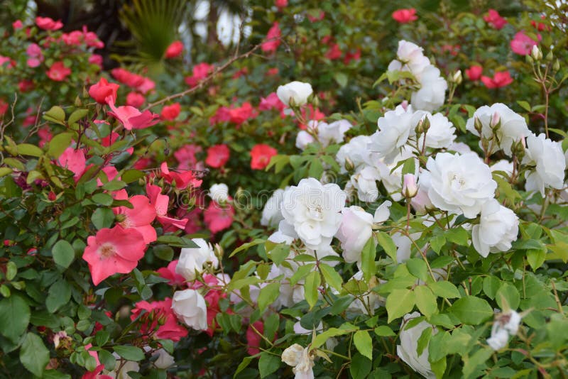 Rose Garden with White and Pink Roses Stock Image - Image of plants ...
