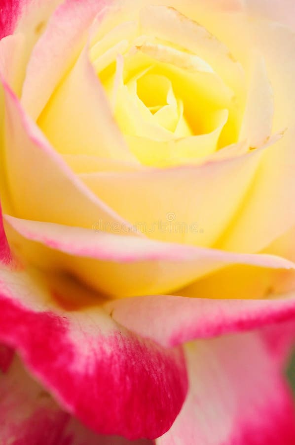 Rose stock photo. Image of drops, black, flower, flowers - 13449738