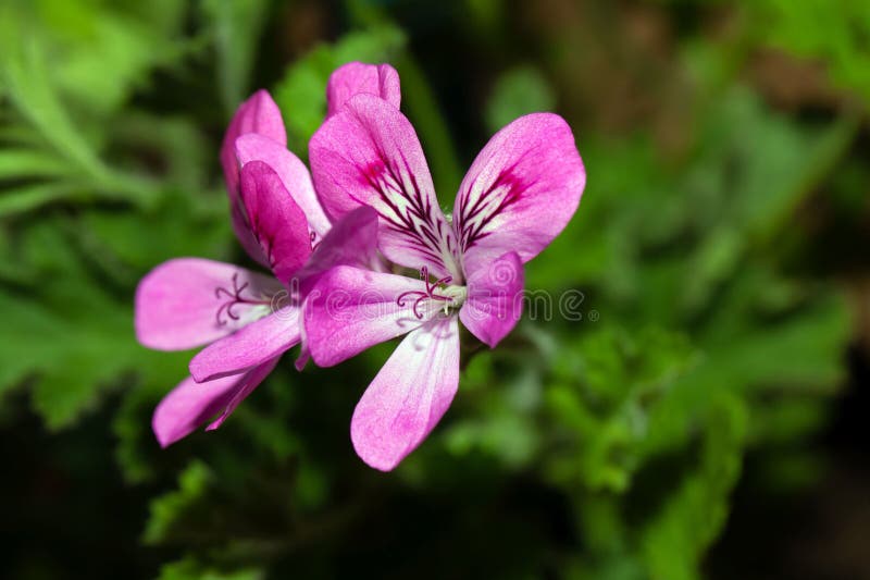 Rose Geranium, Pelargonium Capitatum Stock Photo - Image of gardening ...