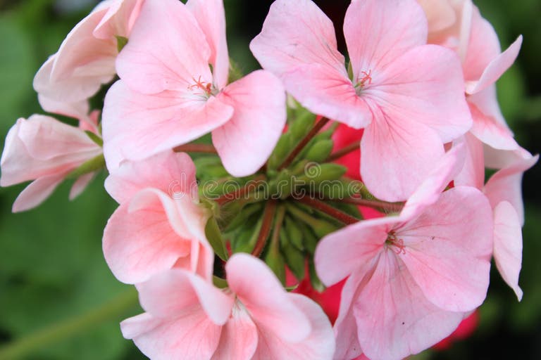 Rose geranium stock photo. Image of houseplants, perennials - 41628326