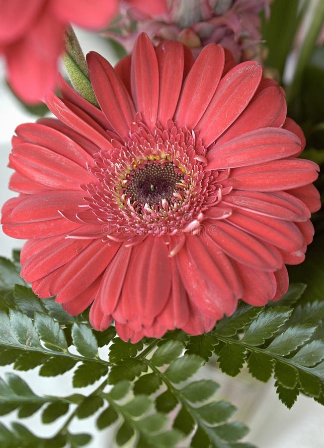 Rose gerbara flower stock image. Image of decoration - 234227513