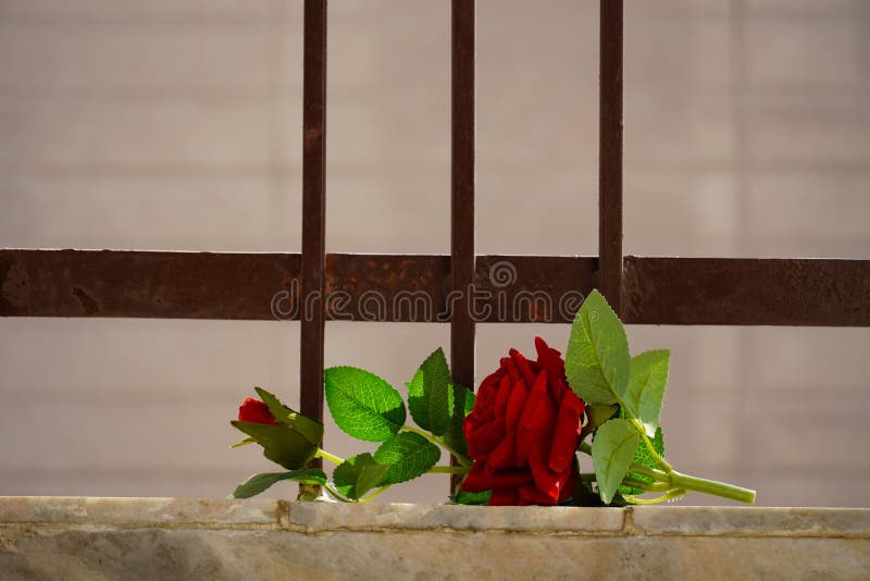 Rose for girlfriend stock photo. Image of gift, floral - 261134410