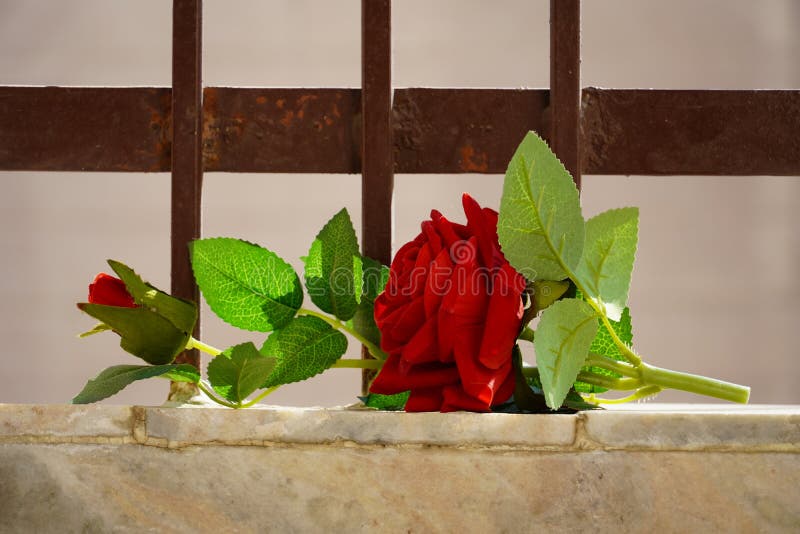 Rose for girlfriend stock photo. Image of closeup, fresh - 261134412