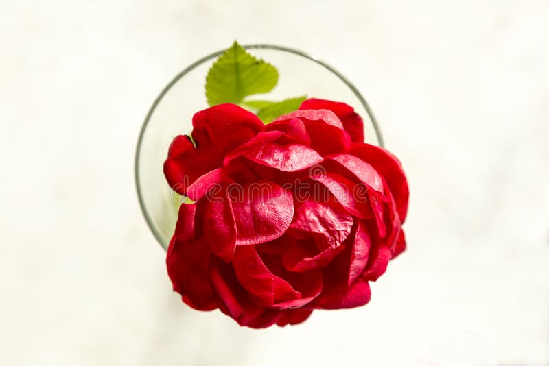Red rose in glass stock image. Image of stem, petal, floristry - 70603429