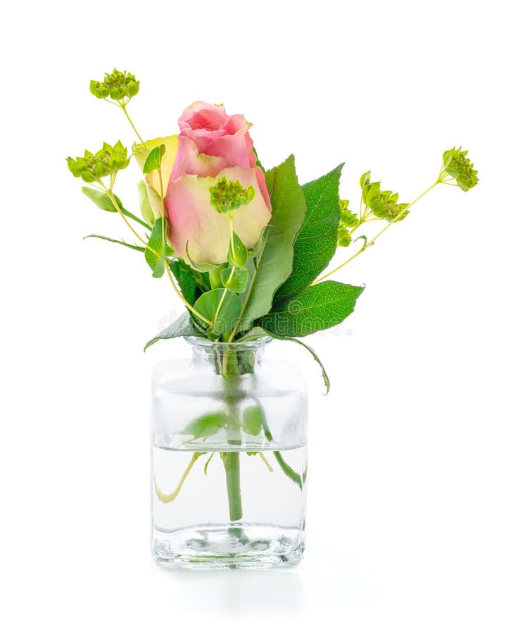 Rose in a Glass Vase on a White Background Stock Photo - Image of ...