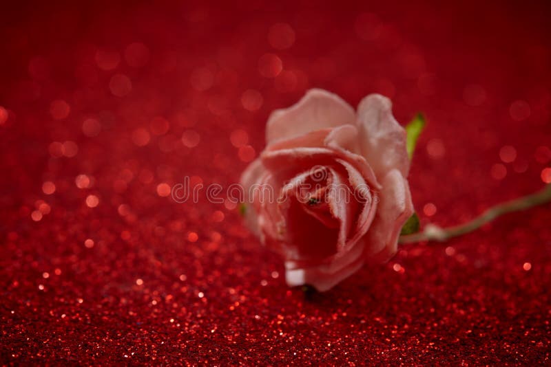Rose with Glitter for Background Stock Image - Image of celebration ...