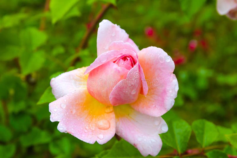 Rose Gloria Dei Blooming at Night after Rain Stock Image - Image of ...