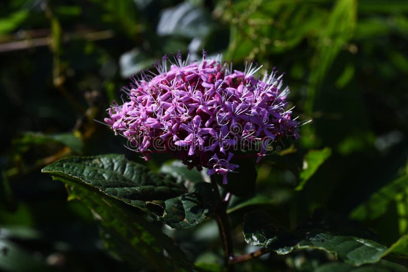 Rose Glory Bower Clerodendrum Bungei globose Pink Lilac Inflorescences ...