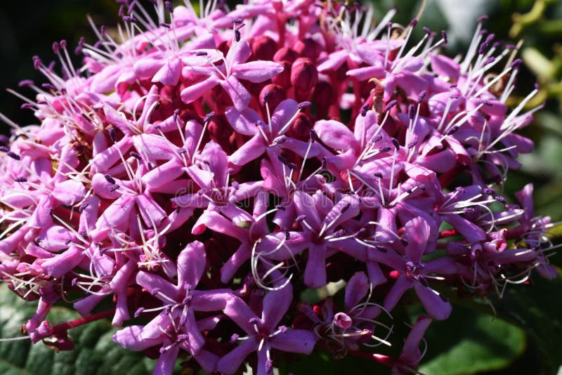 Rose glory bower flowers. stock photo. Image of ornamental - 231245162