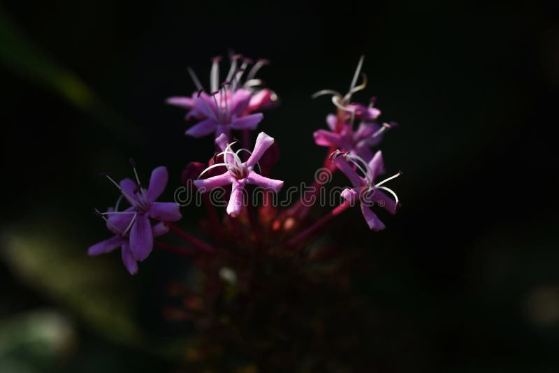 Rose glory bower flowers. stock photo. Image of foetidum - 231245166