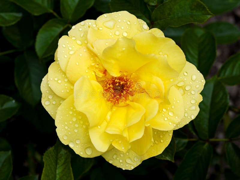 Rose Golden medallion stock image. Image of drops, blooming - 35999917