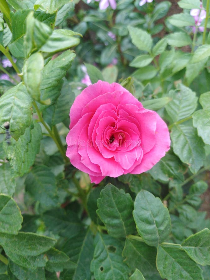 Rose is good flower stock photo. Image of leaf, tulip - 253729052