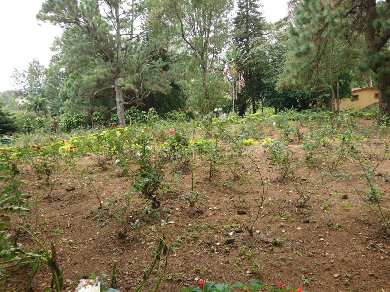 ROSE GORDON imagen de archivo. Imagen de gordon, rosa - 153847939