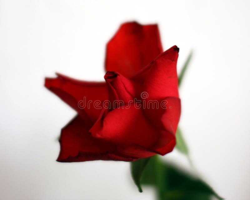 Rose Picture. Image: 86218534