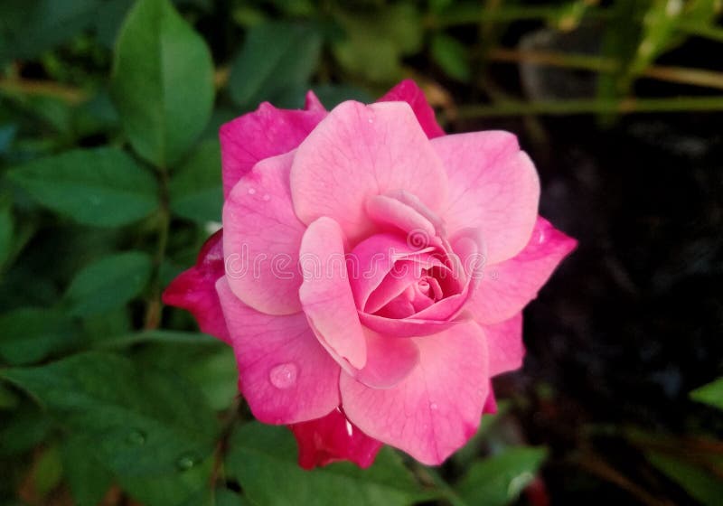 Rose gradation fresh2 stock image. Image of fresh, purple - 213797351