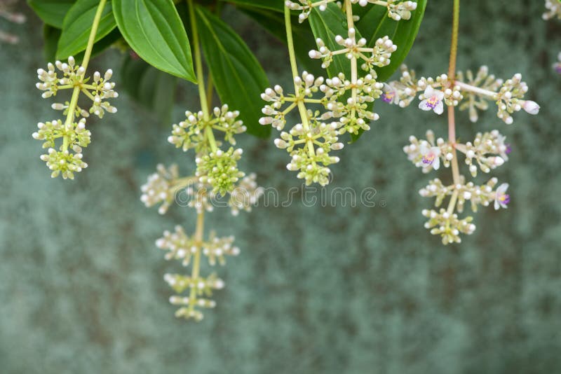 Rose grape stock image. Image of macro, beauty, forest - 38611729