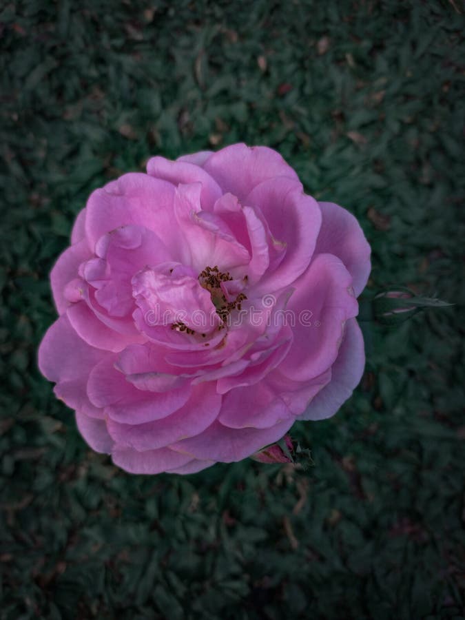 Rose in the grass stock photo. Image of blossom, petal - 217506036