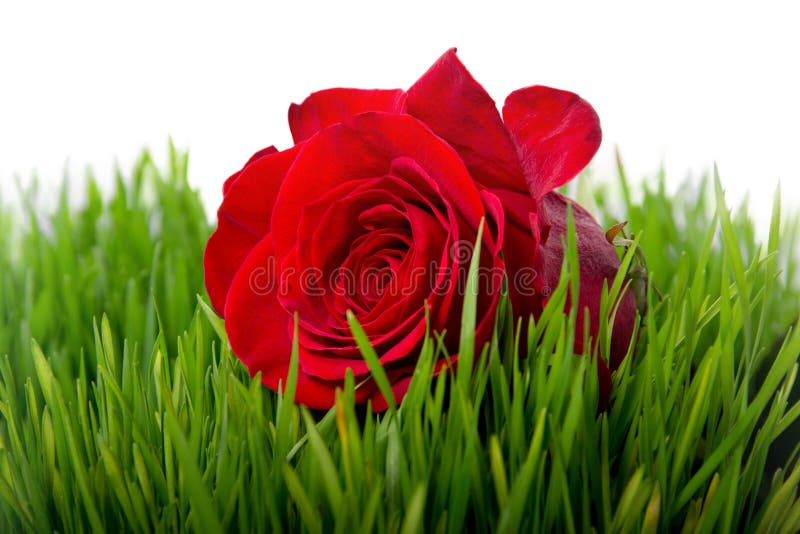 Rose in the grass closeup stock photo. Image of decorative - 45133570