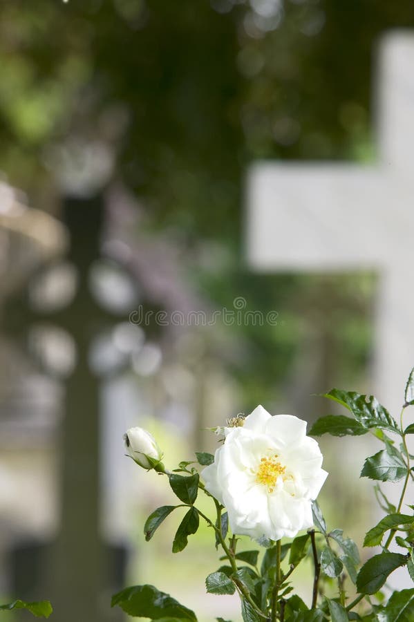 Rose in a Graveyard stock photo. Image of tombstone, memories - 22253368