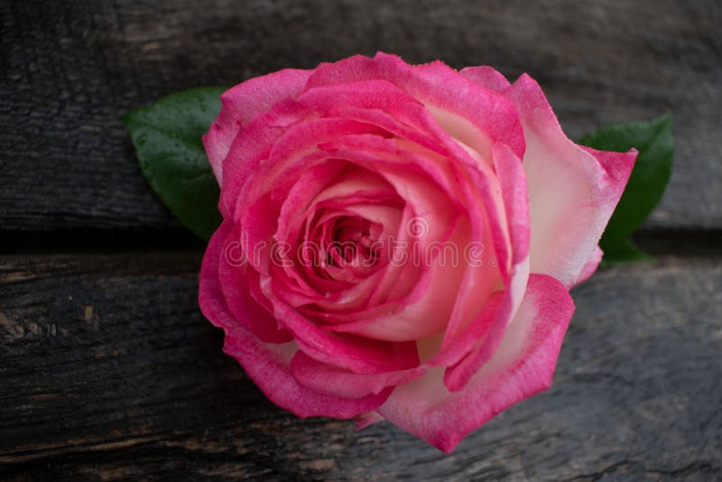 Pink Rose in a Rustic Background. Rose on a Green Background Stock ...