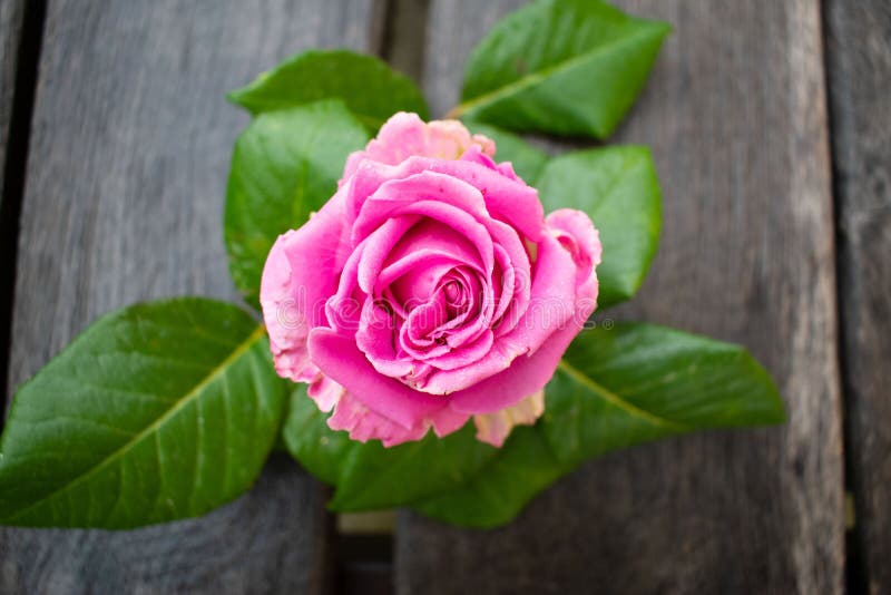 Pink Rose in a Rustic Background. Rose on a Green Background Stock ...