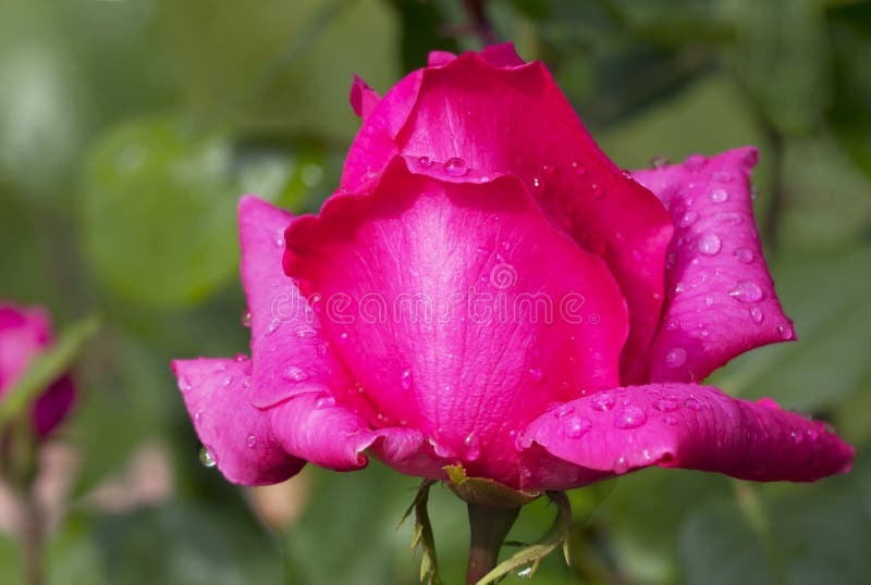 The rose. stock photo. Image of gardening, design, landscape - 41859392