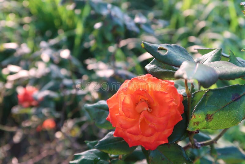 Me No Girl You Know I Stock Photos - Free & Royalty-Free Stock Photos ...