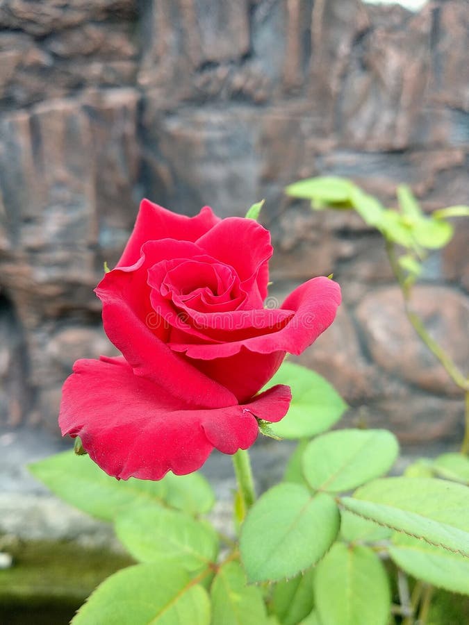 Rose and green leaf stock photo. Image of leaf, petal - 252318378