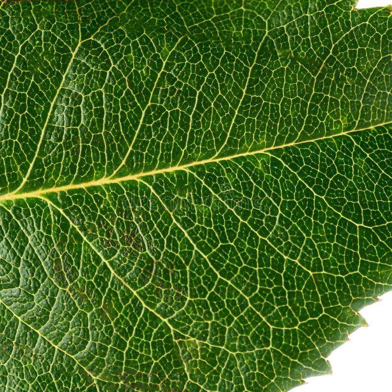 Rose Green Leaf Texture As Abstract Background Stock Image - Image of ...