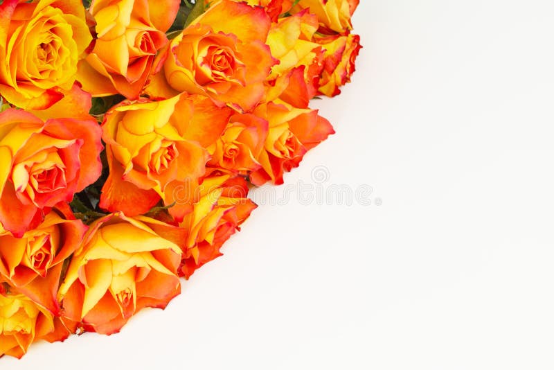 Rose greeting on white stock photo. Image of love, design - 35810534