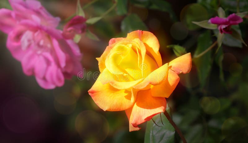 ROSE - Growing in Sun Light Stock Photo - Image of closeup, fresh: 85971422