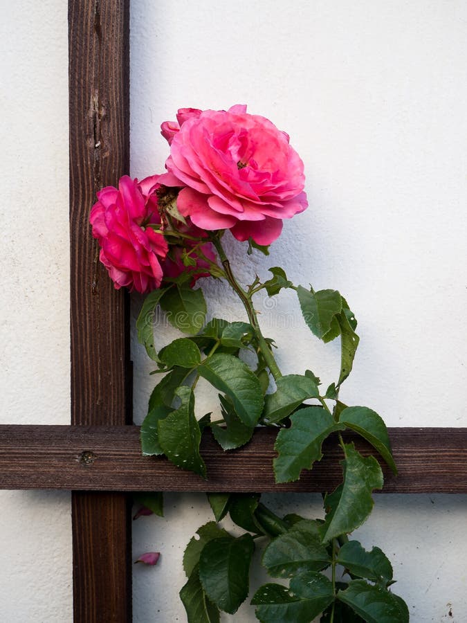 Rose growing by the wall stock photo. Image of fragrance - 98298728