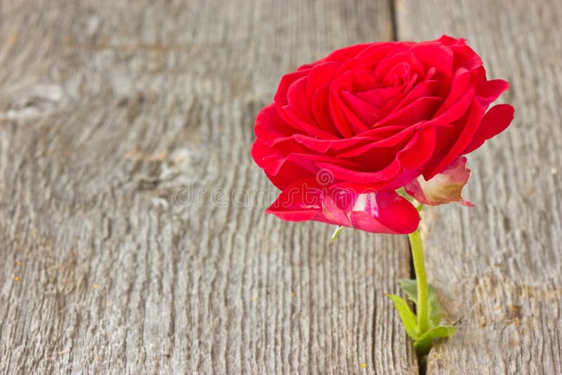 Rose Growing in a Wood Floor Stock Image - Image of petal, floor: 25857923