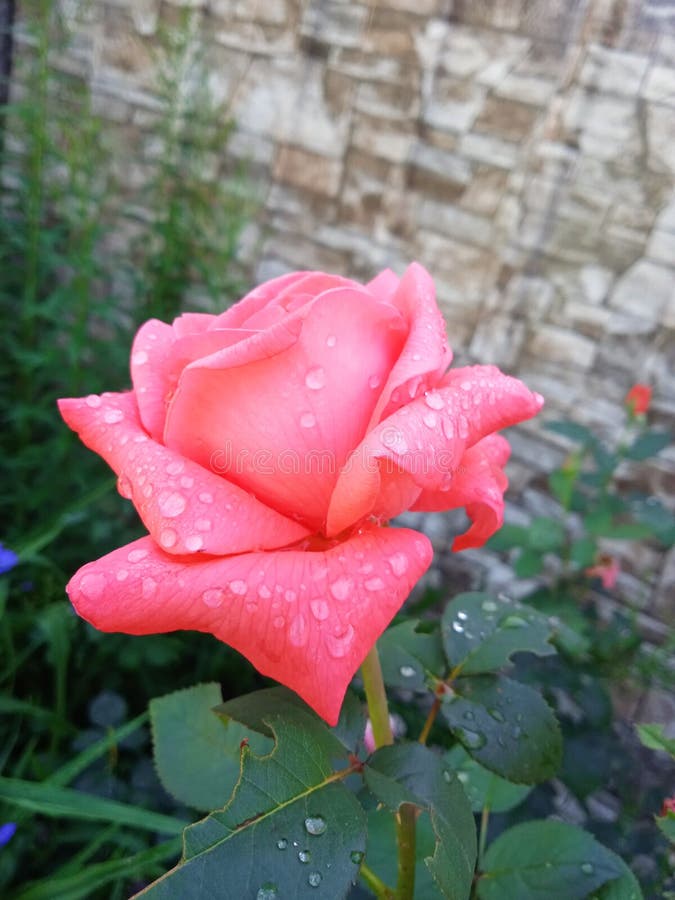 The Rose Grows in Nature in the Grass. Stock Image - Image of peony ...