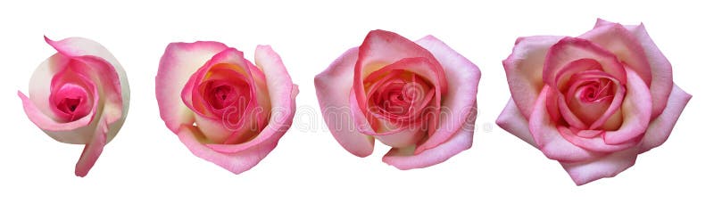 Rose growth stages stock photo. Image of circle, petal - 52782984