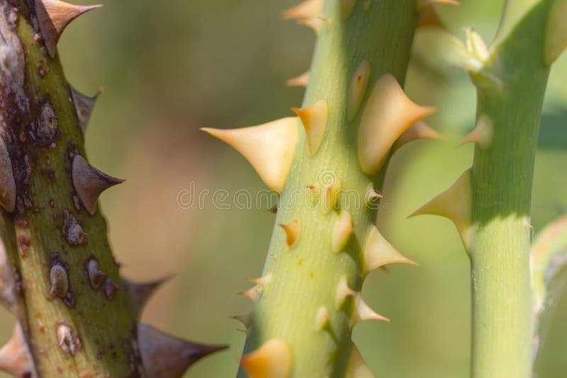 Tallos De Rose Sin Las Espinas Imagen de archivo - Imagen de plantas ...