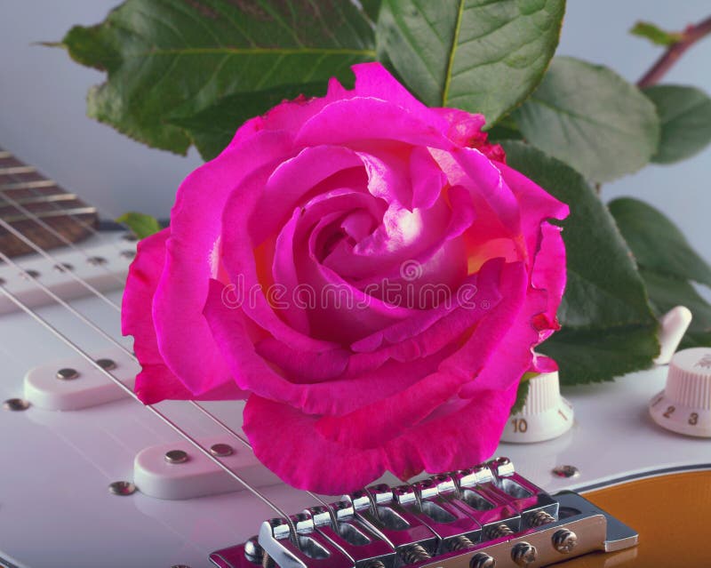 Rose guitar stock image. Image of leaves, rose, noise, white - 796483