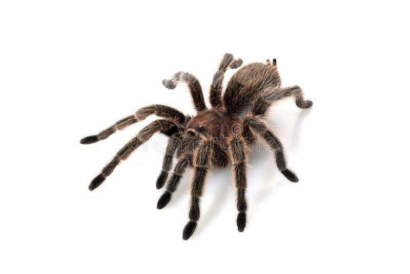 Tarantula top view stock photo. Image of high, view, spider - 23367242