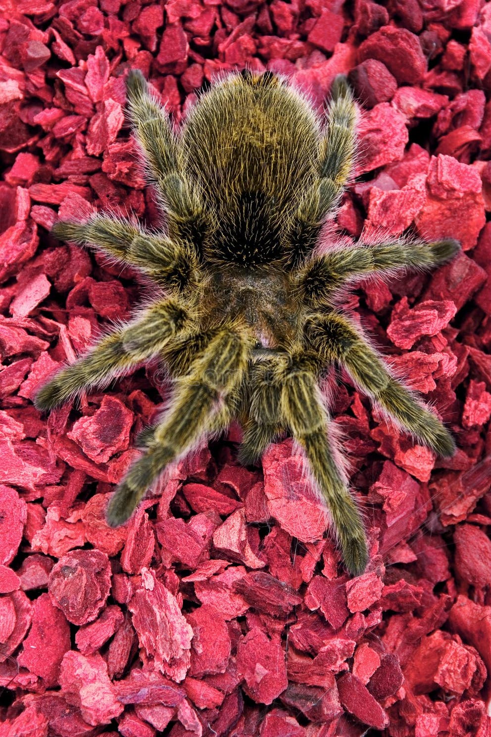 171 Rose Hair Tarantula Stock Photos - Free & Royalty-Free Stock Photos ...