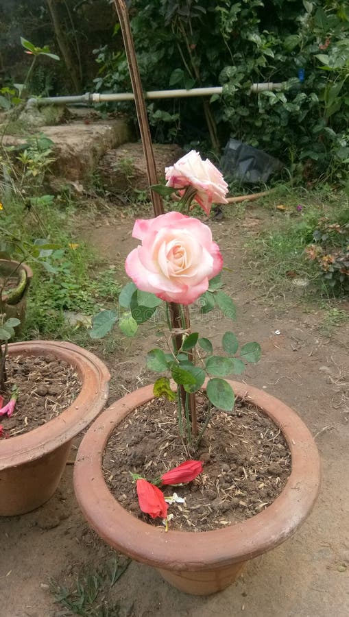 This Rose Half Opened and Dual Tone in Colour Stock Photo - Image of ...