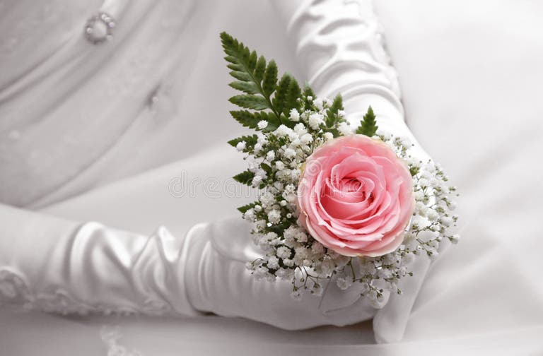 Rose on hand stock image. Image of bucket, color, white - 13300315