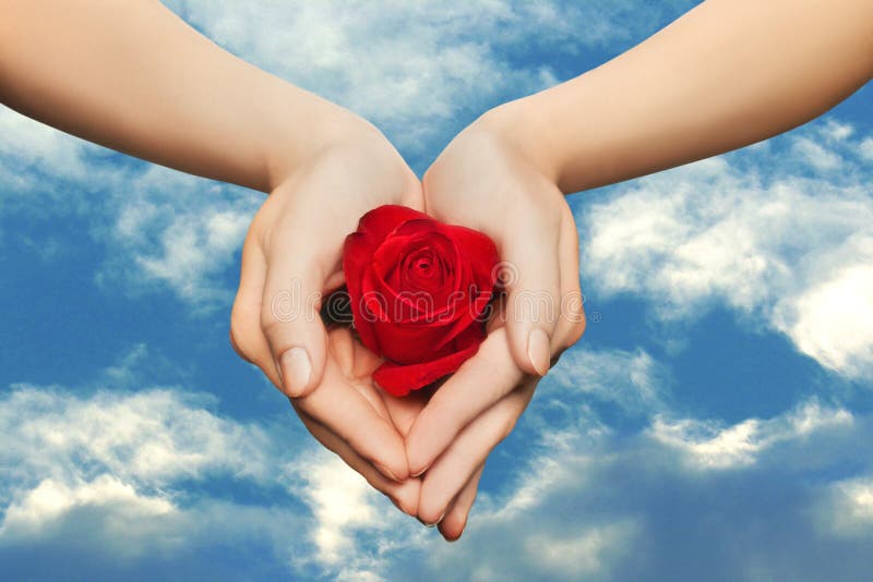 Rose in hand stock photo. Image of peace, rose, pregnancy - 21531996